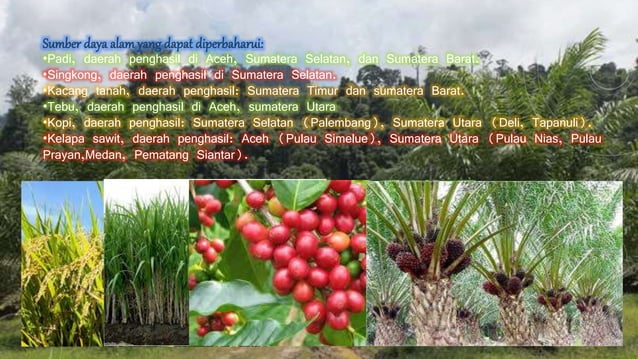 Sumber Daya Alam di Sumatera | PPTX