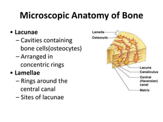 Anatomy and physiology of a bone | PPTX | Bone and Joint Conditions ...