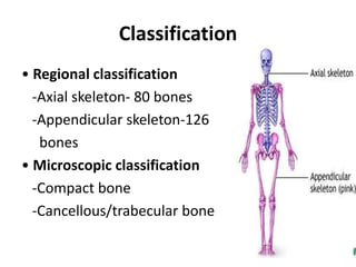 Anatomy and physiology of a bone | PPTX