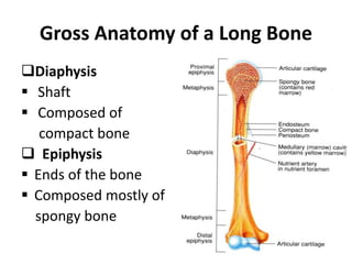 Anatomy and physiology of a bone | PPTX | Bone and Joint Conditions ...