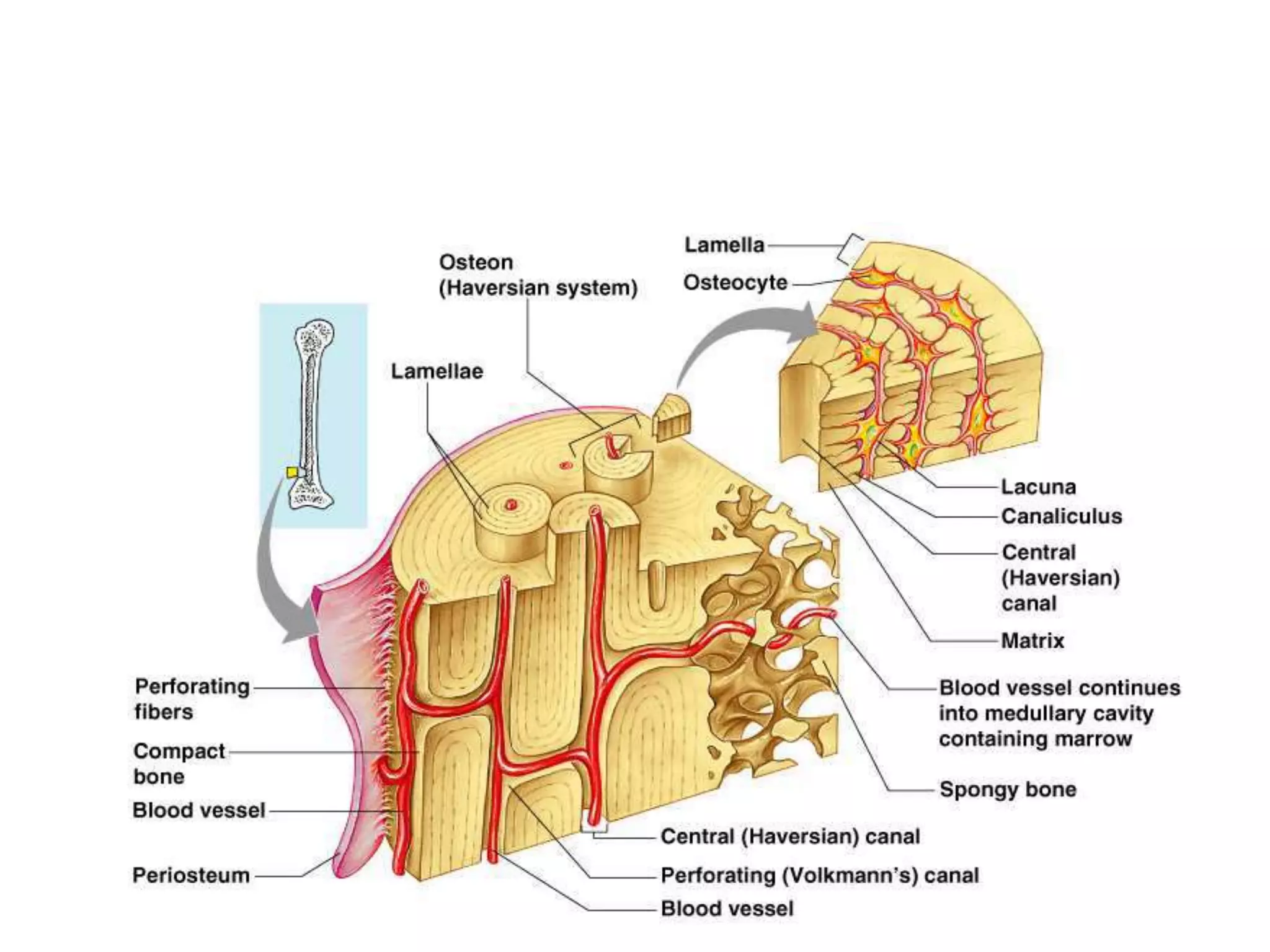 Anatomy and physiology of a bone ( orthopedics) | PPTX