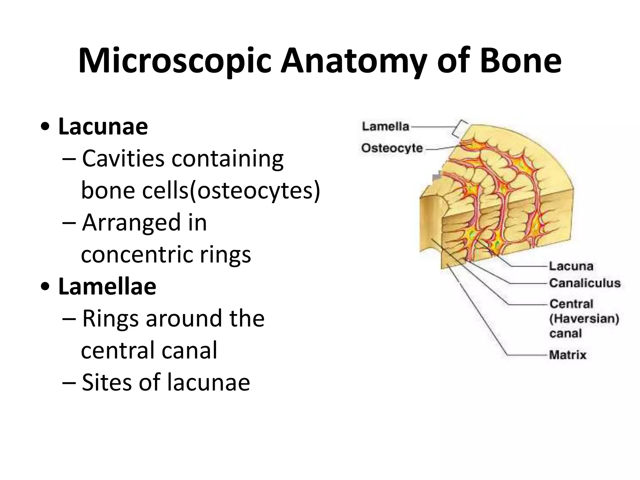 Anatomy and physiology of a bone ( orthopedics) | PPTX