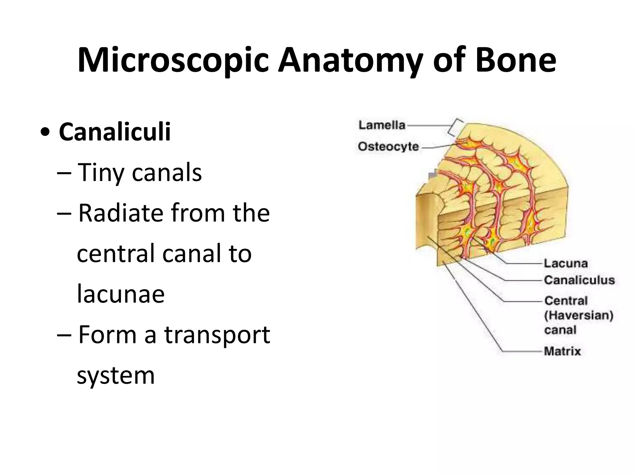 Anatomy and physiology of a bone ( orthopedics) | PPTX