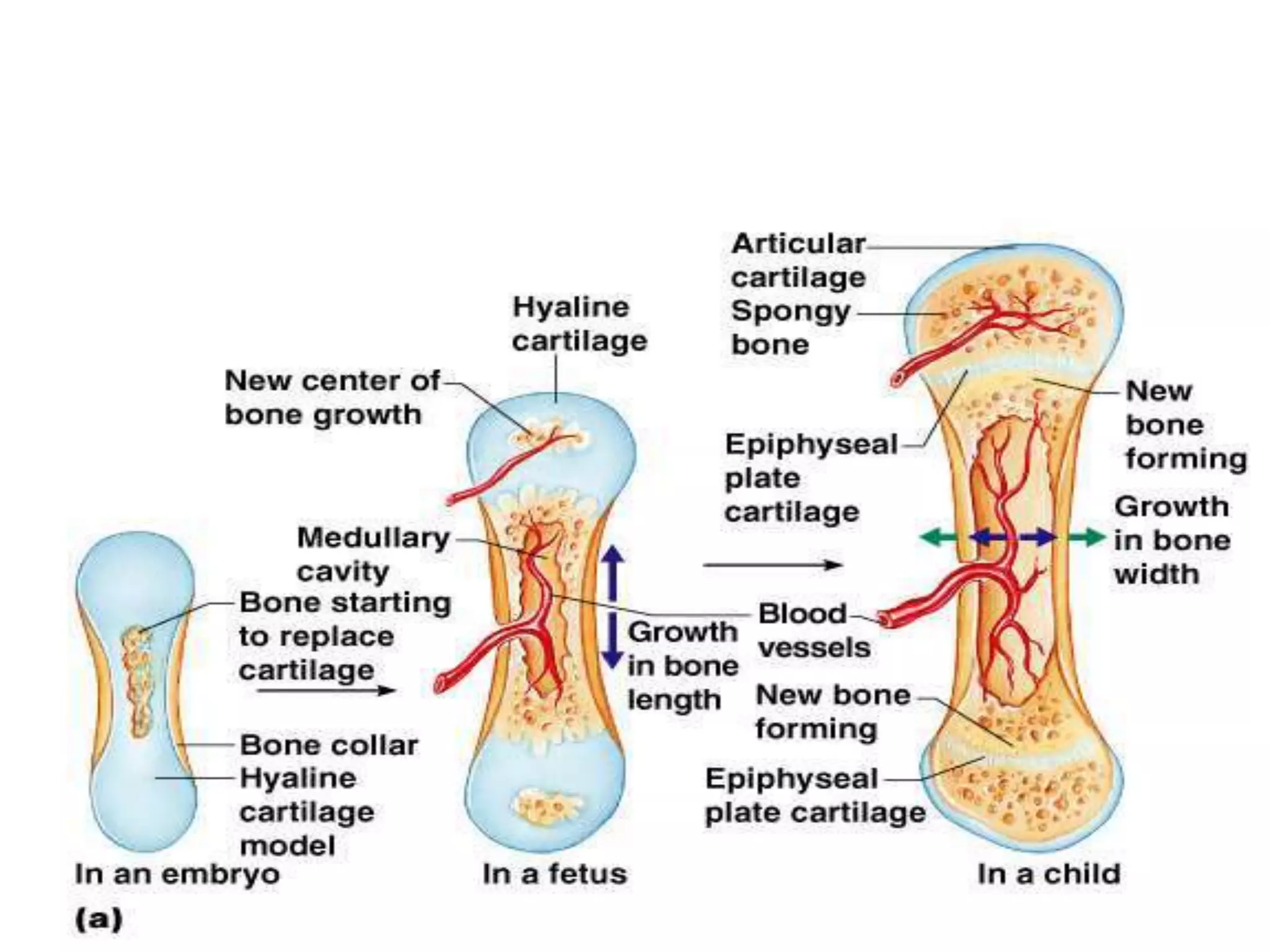 Anatomy and physiology of a bone ( orthopedics) | PPTX