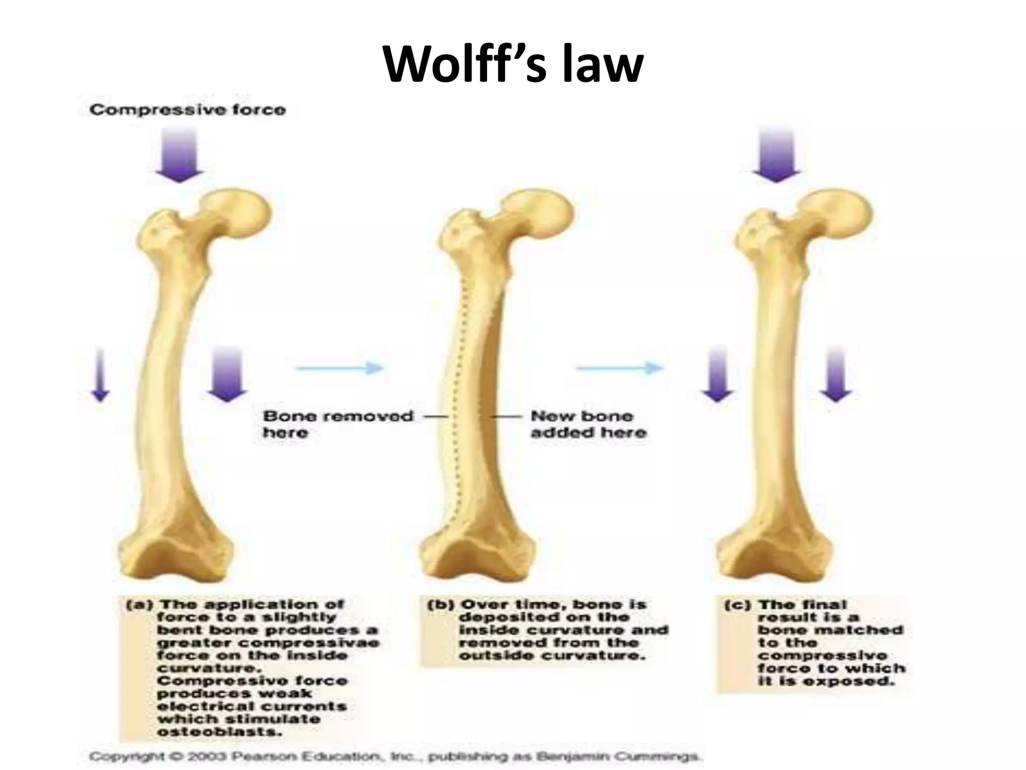 Anatomy and physiology of a bone ( orthopedics) | PPTX