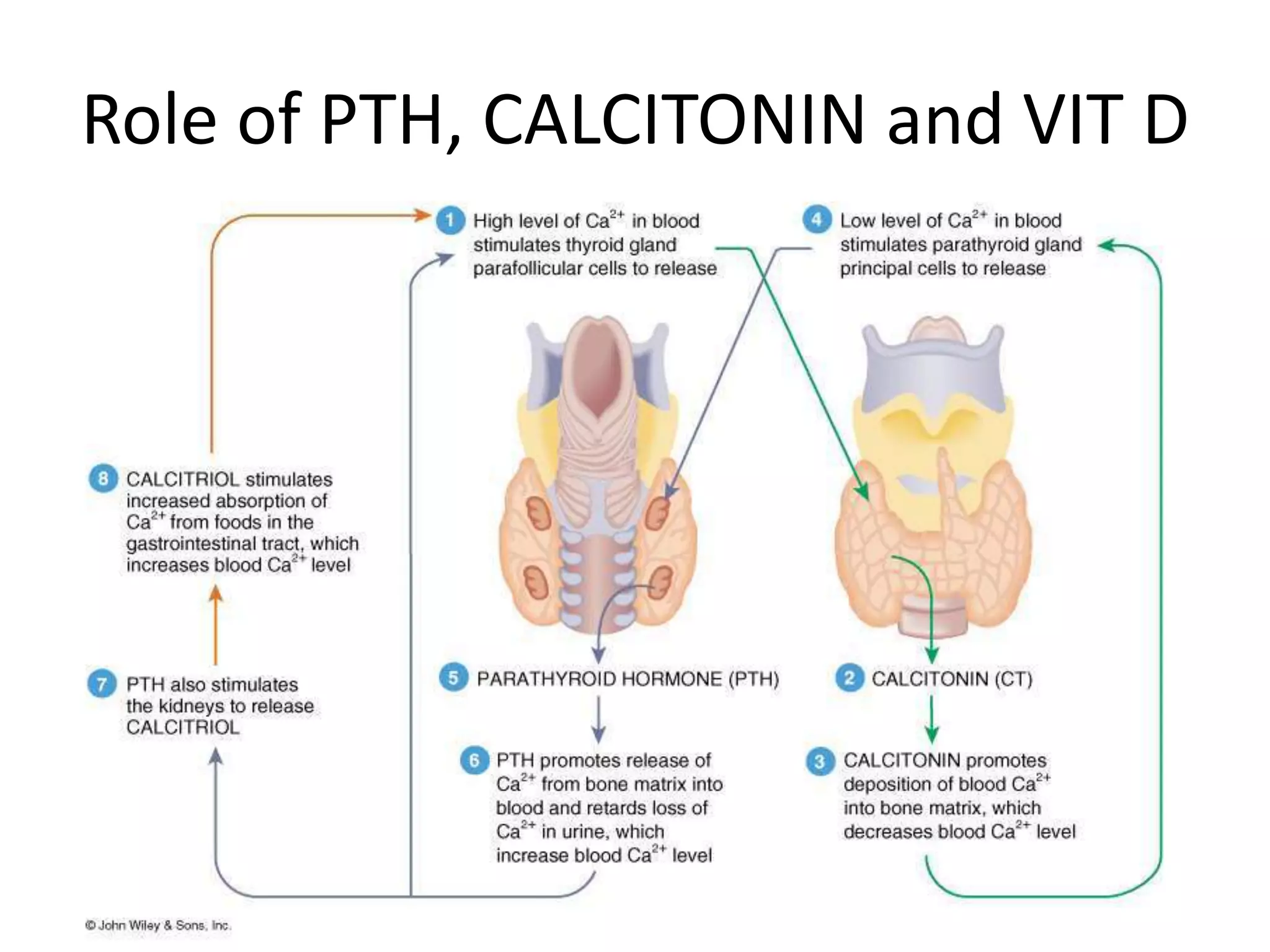Anatomy and physiology of a bone ( orthopedics) | PPTX