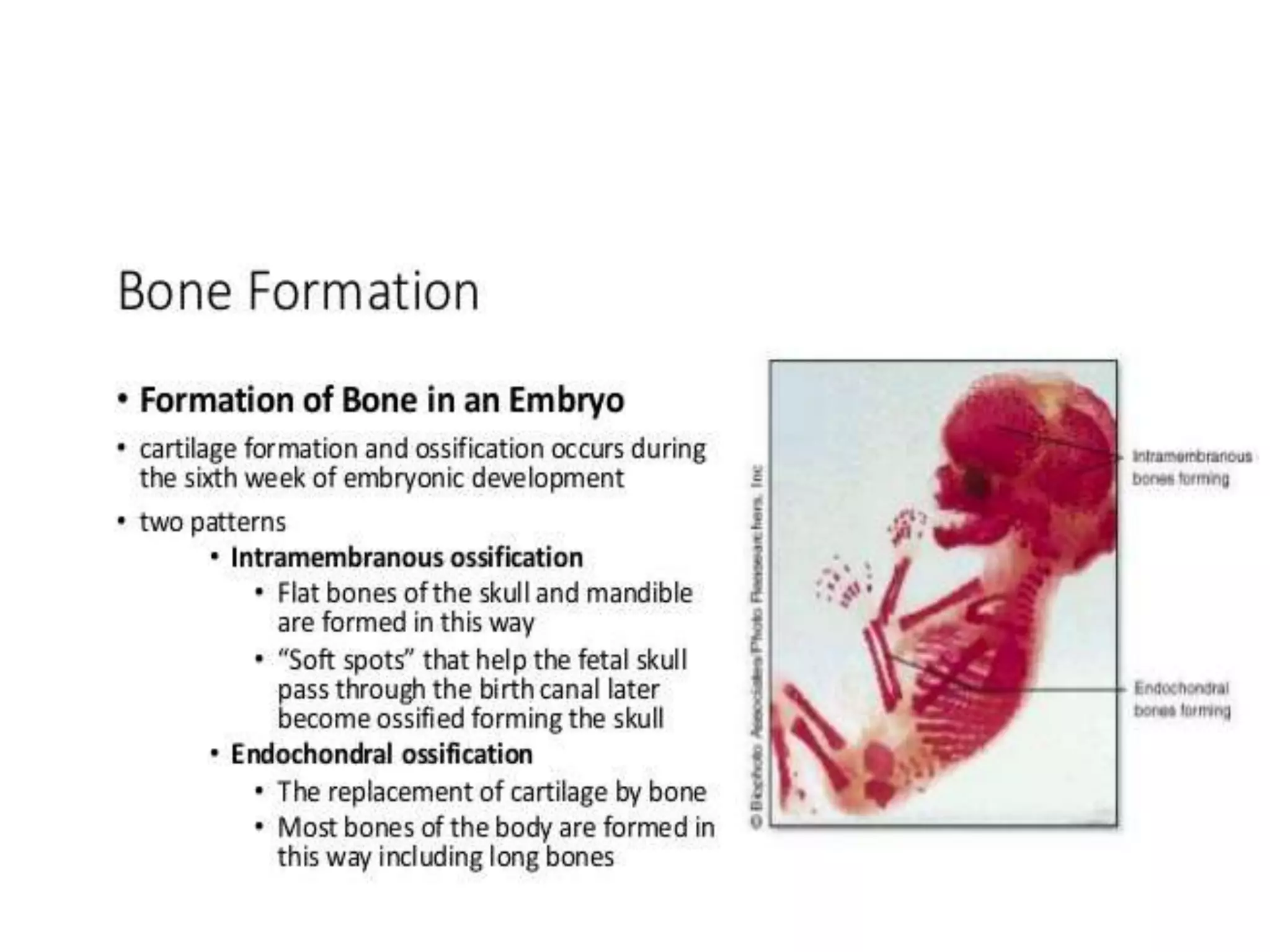 Anatomy and physiology of a bone ( orthopedics) | PPTX