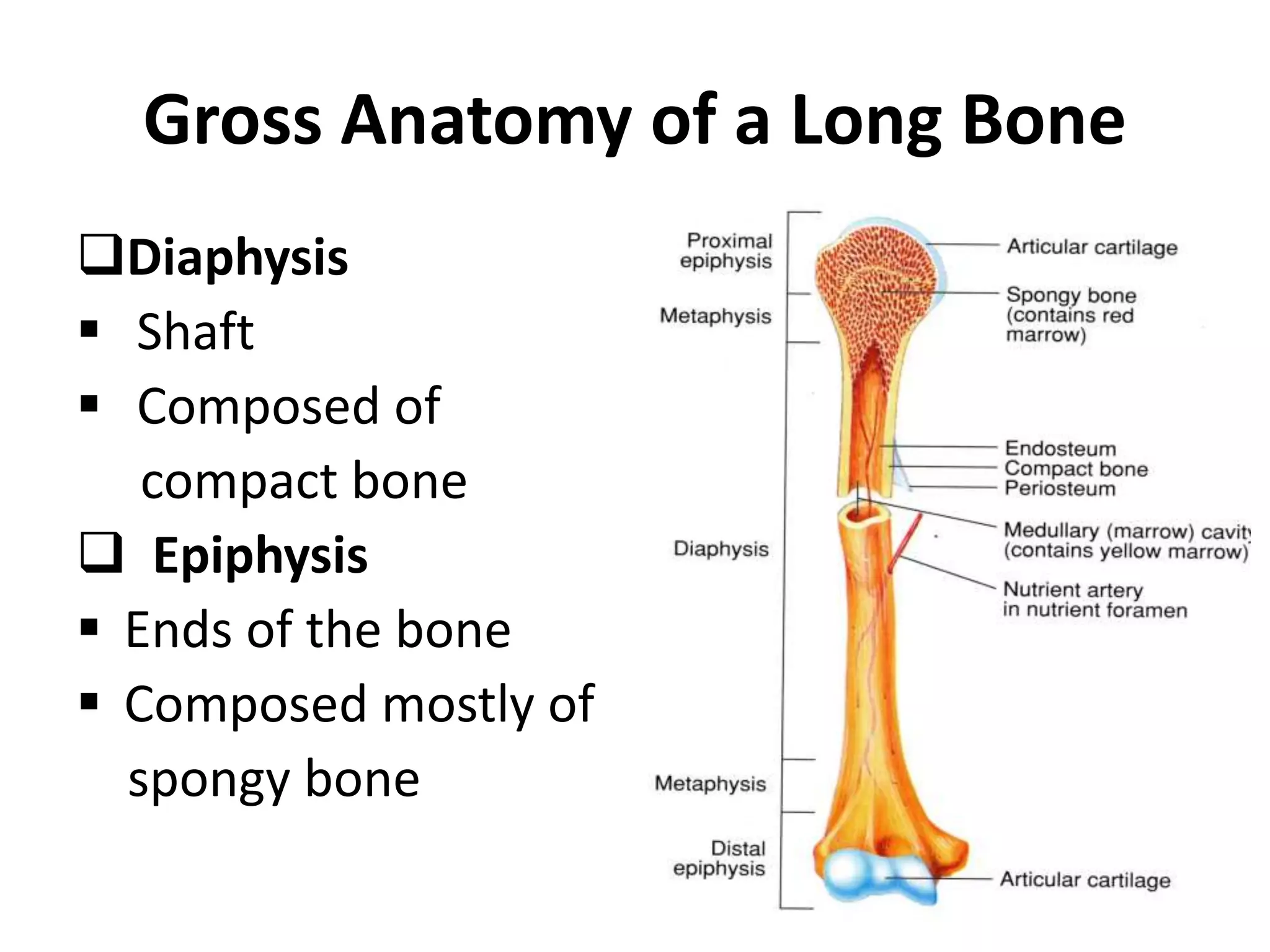 Anatomy and physiology of a bone ( orthopedics) | PPTX