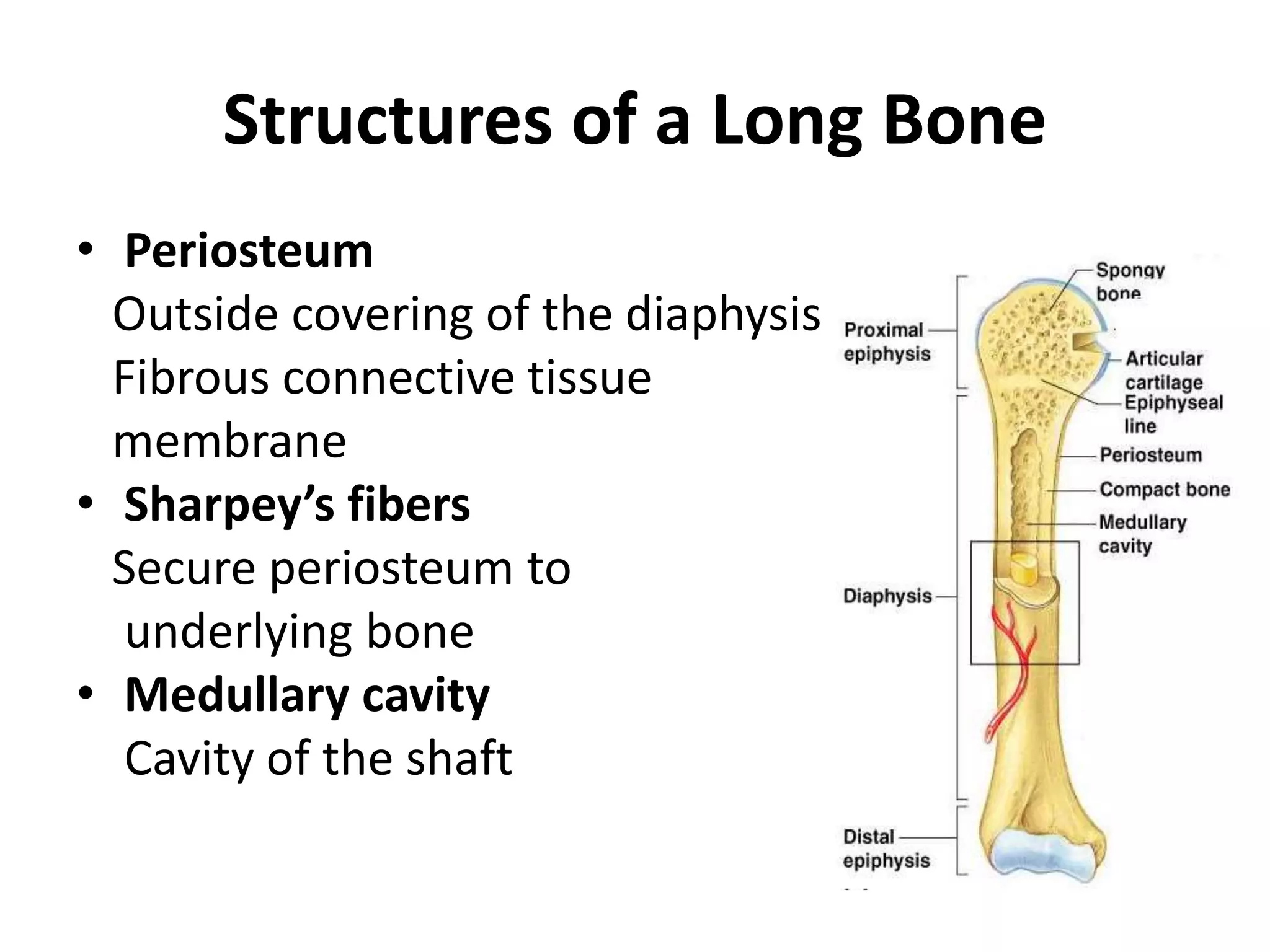 Anatomy and physiology of a bone ( orthopedics) | PPTX