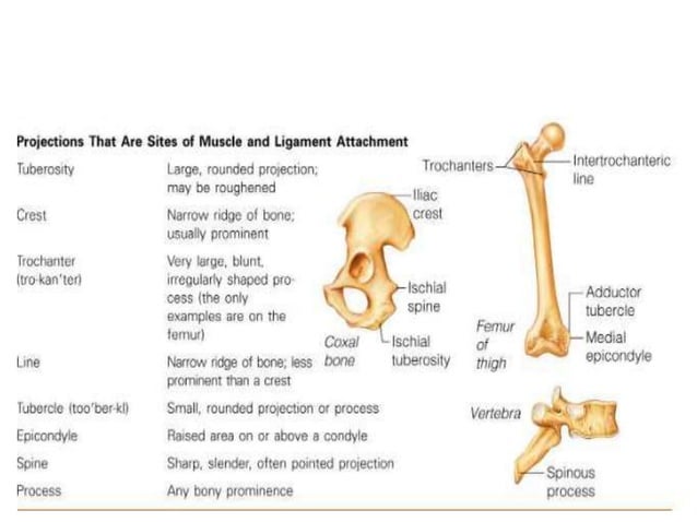 Anatomy and physiology of a bone ( orthopedics) | PPTX
