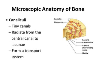 Anatomy and physiology of a bone ( orthopedics) | PPTX
