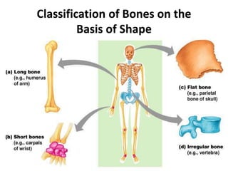 Anatomy and physiology of a bone ( orthopedics) | PPTX
