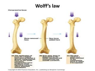 Anatomy and physiology of a bone ( orthopedics) | PPTX