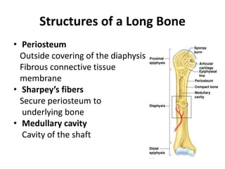 Anatomy and physiology of a bone ( orthopedics) | PPTX