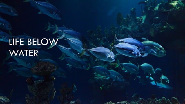 Sdg 14 presentation | PDF | Environment | Science