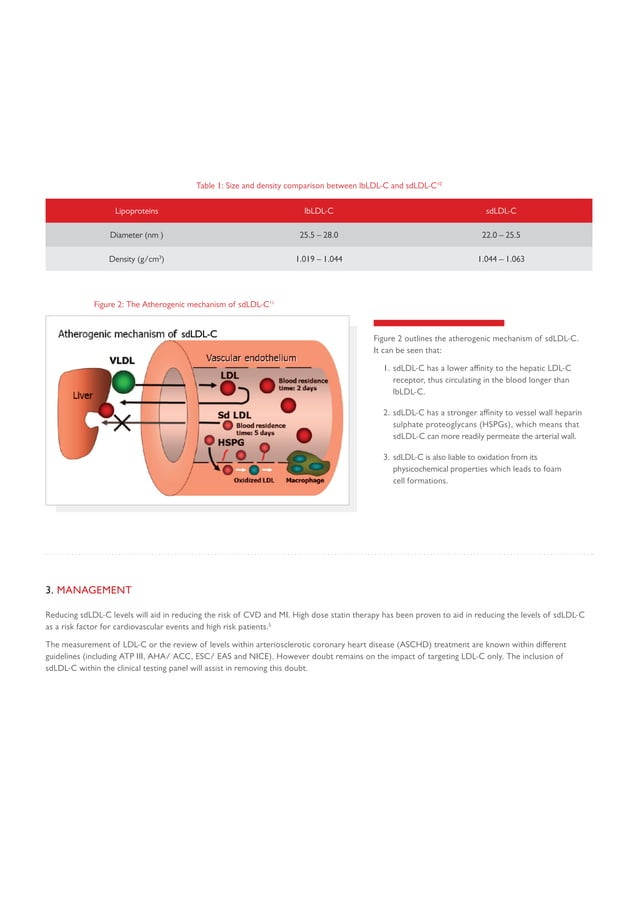 sdLDL-C - Size Matters: The True Weight of Risk in Lipid Profiling MAY19 | PDF