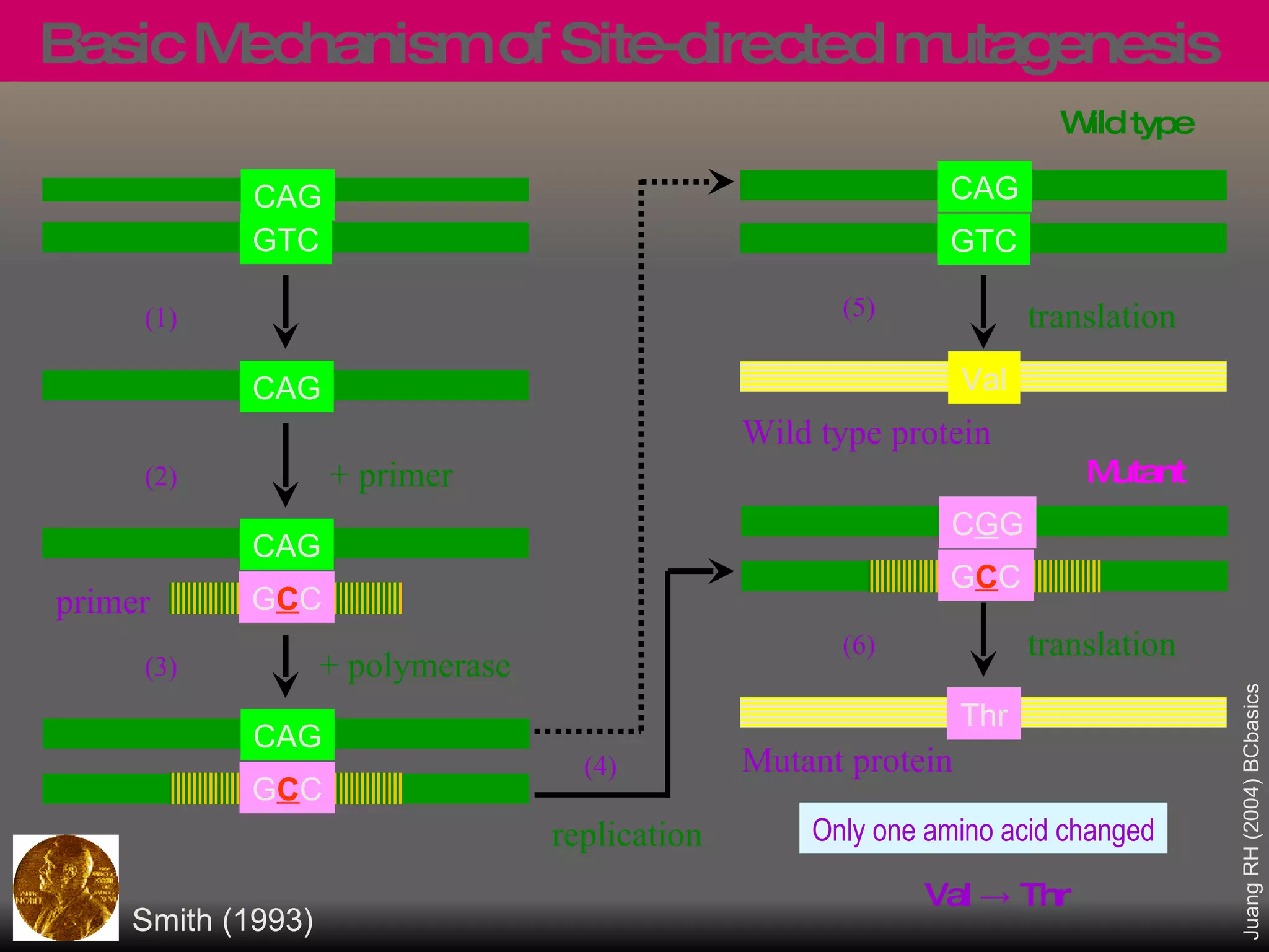SITE DIRECTED MUTAGENESIS.HARIS | PPT