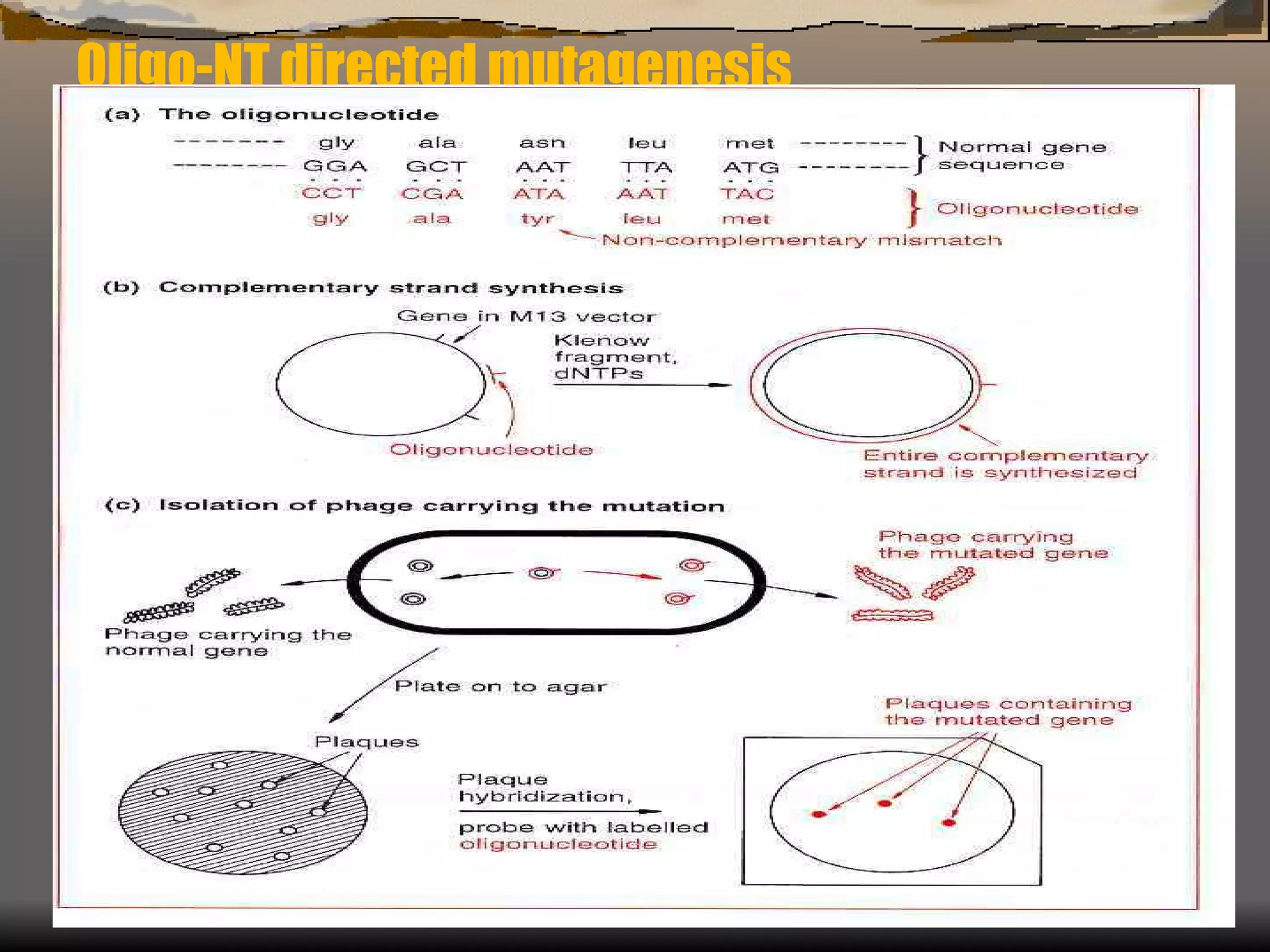 SITE DIRECTED MUTAGENESIS.HARIS | PPT
