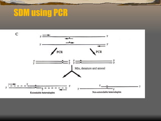 SITE DIRECTED MUTAGENESIS.HARIS | PPT