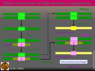 SITE DIRECTED MUTAGENESIS.HARIS | PPT