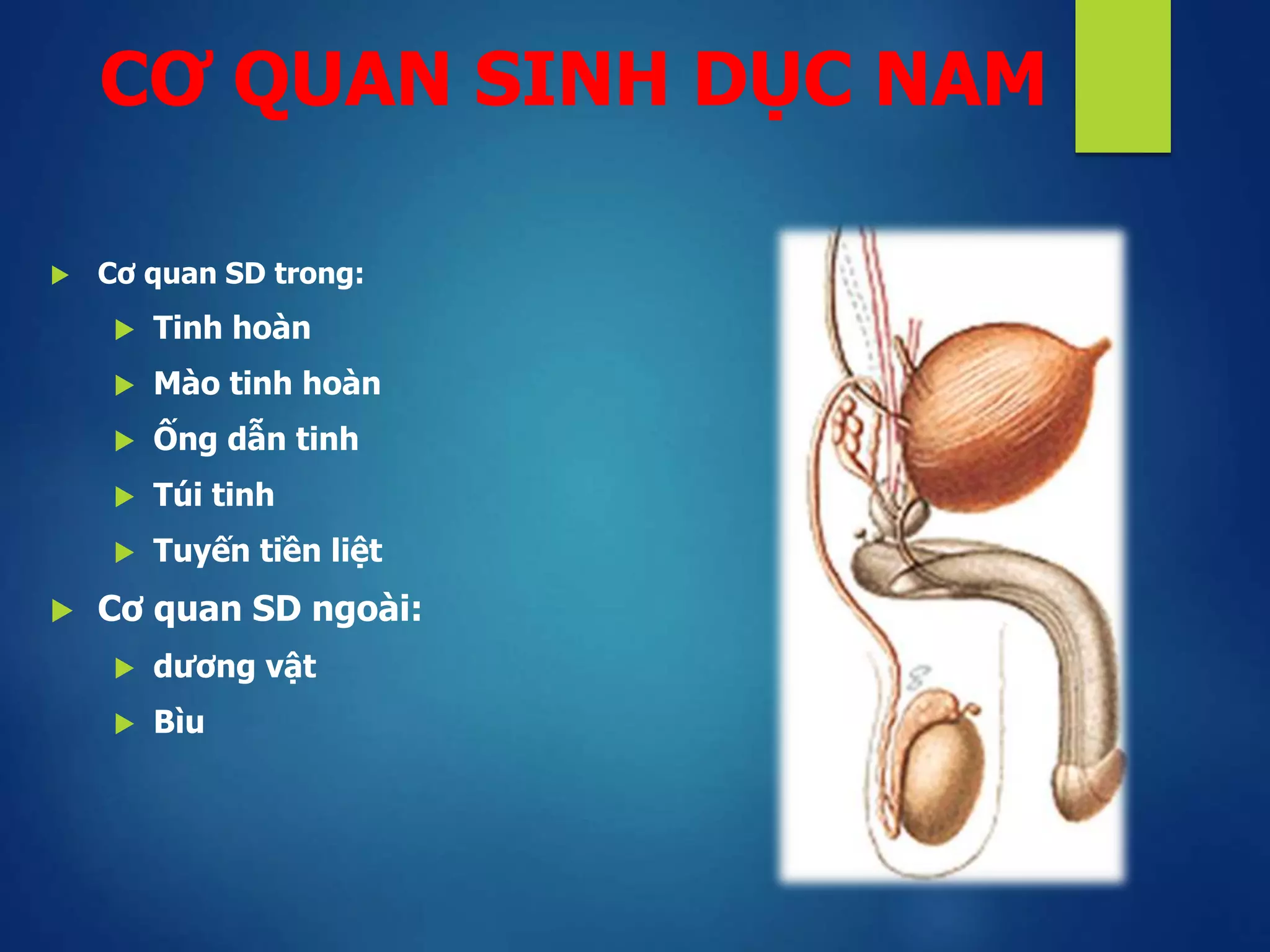 GP Hệ sinh dục | PPTX