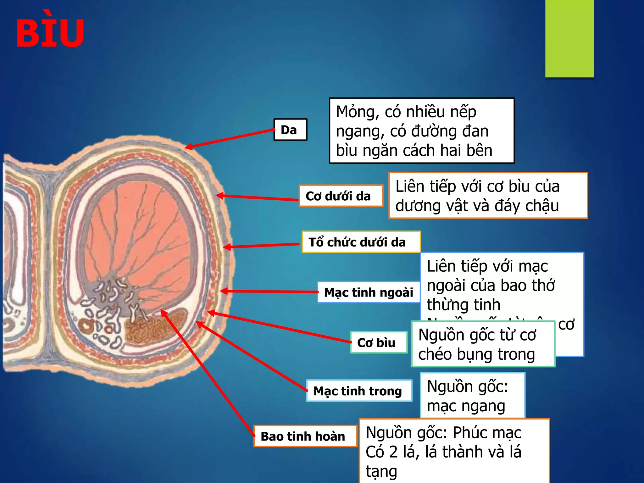 GP Hệ sinh dục | PPTX