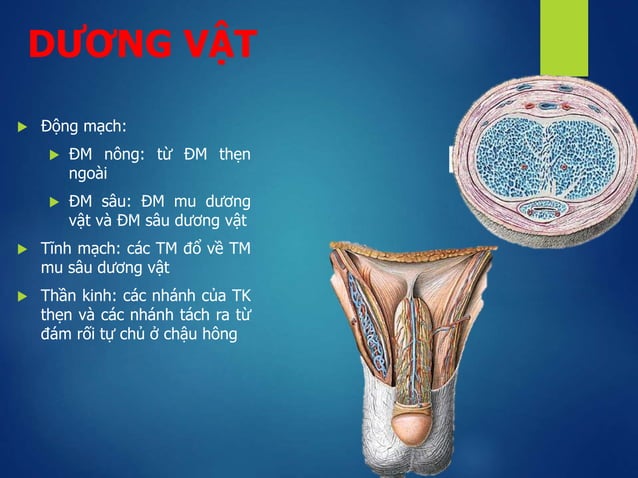 GP Hệ sinh dục | PPTX