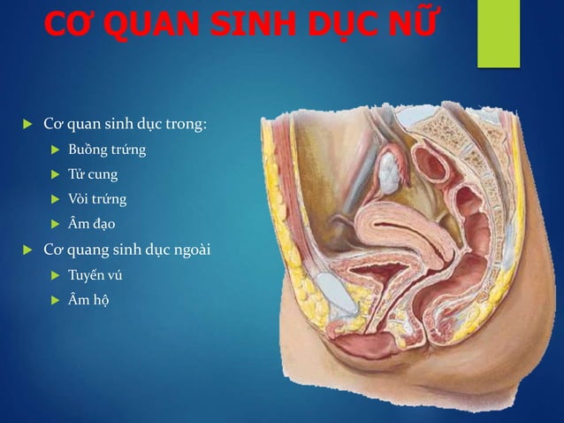 GP Hệ sinh dục | PPTX