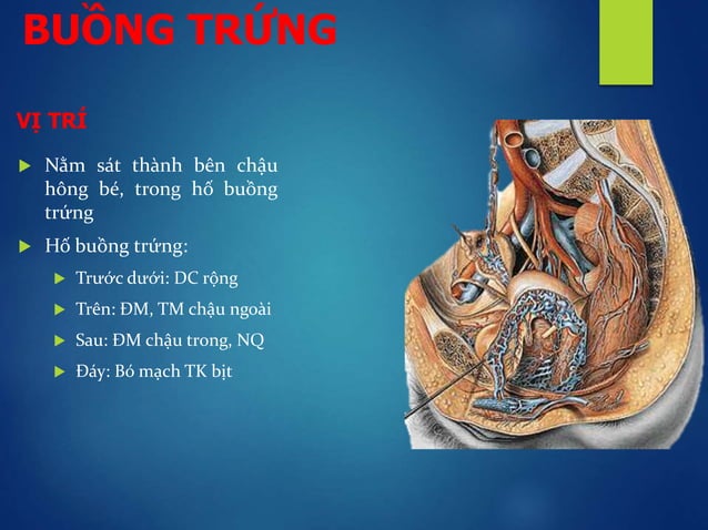 GP Hệ sinh dục | PPTX