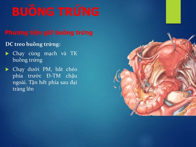 GP Hệ sinh dục | PPTX