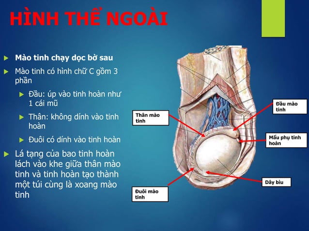 GP Hệ sinh dục | PPTX