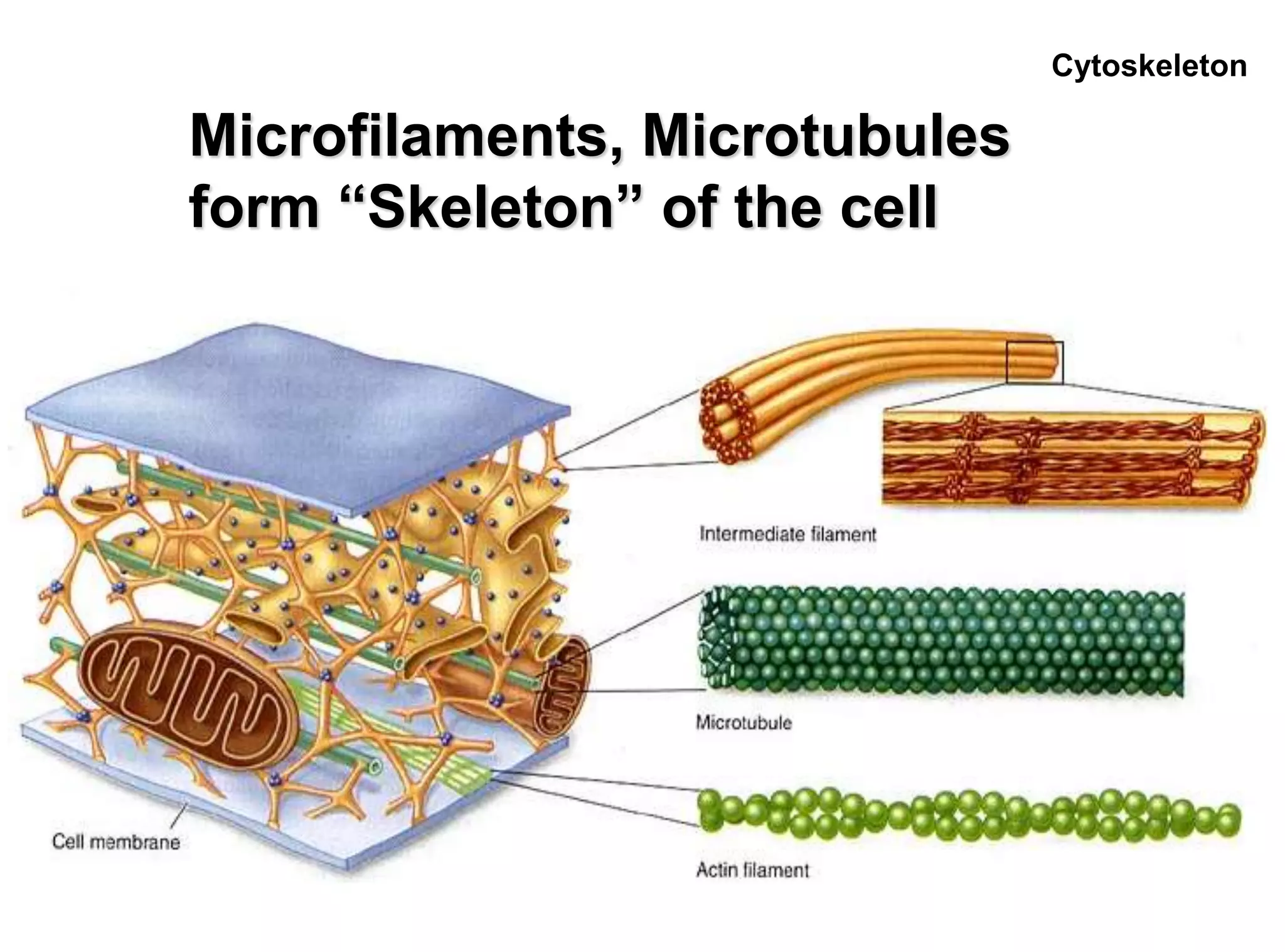 Non-membranous Organelles | PPTX