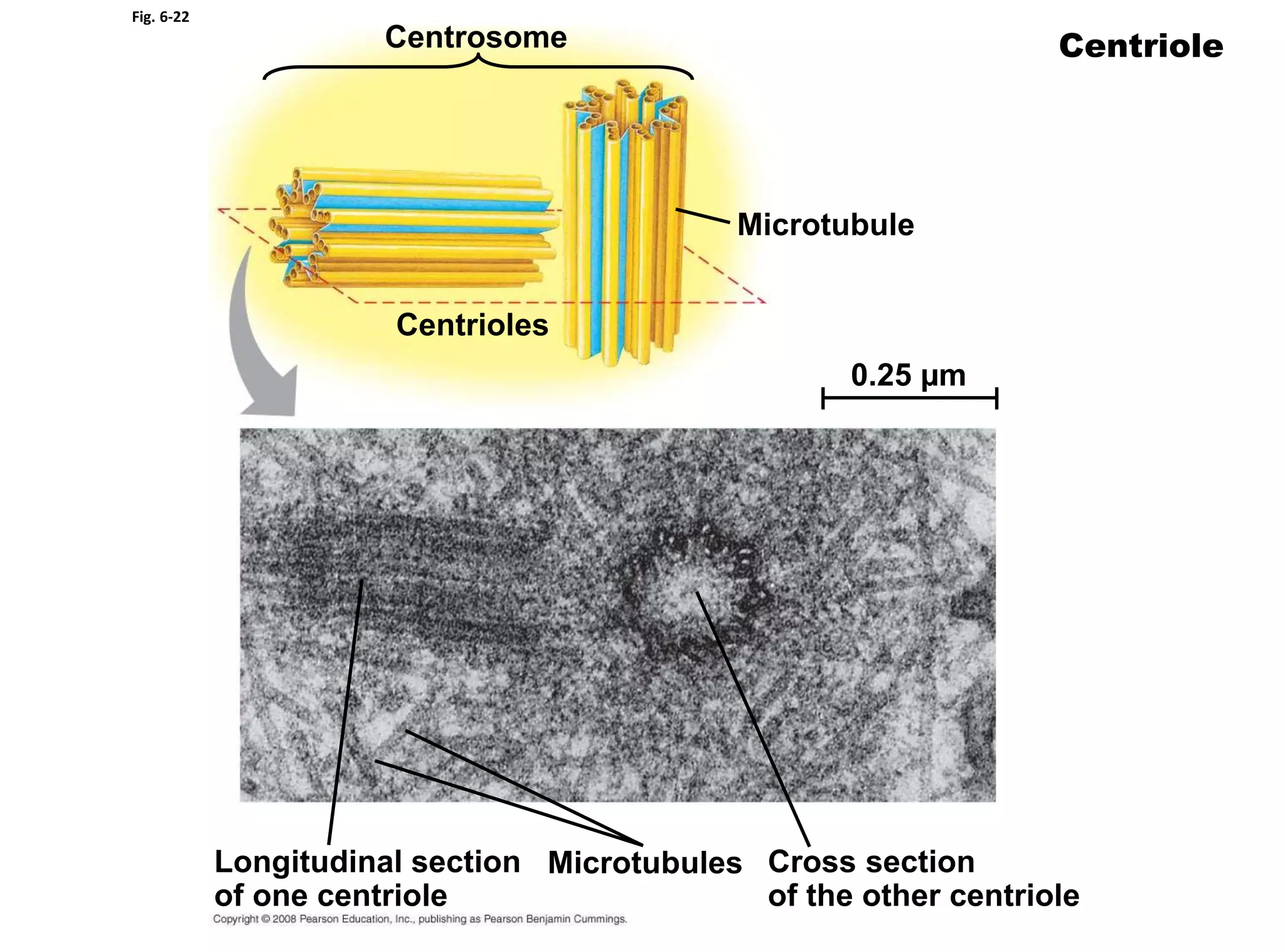 Non-membranous Organelles | PPTX