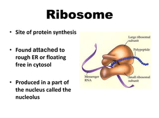 Non-membranous Organelles | PPTX