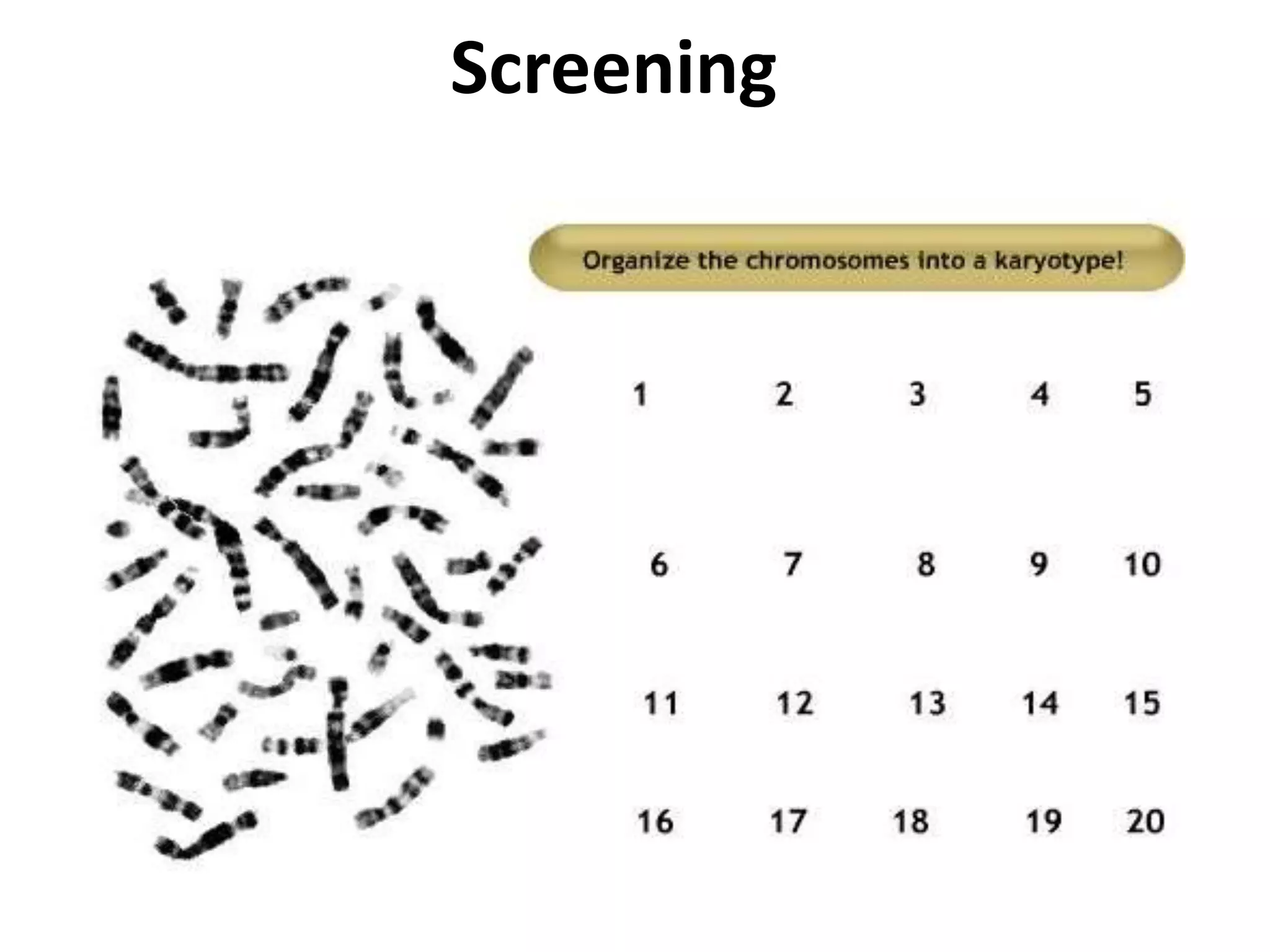 Karyotype and FISH | PPTX