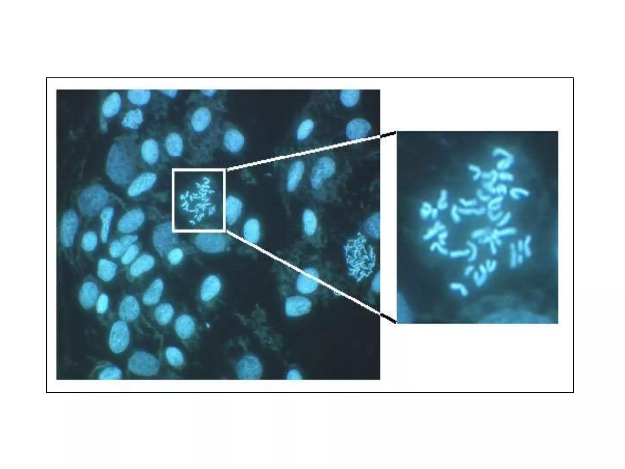 Karyotype and FISH | PPTX