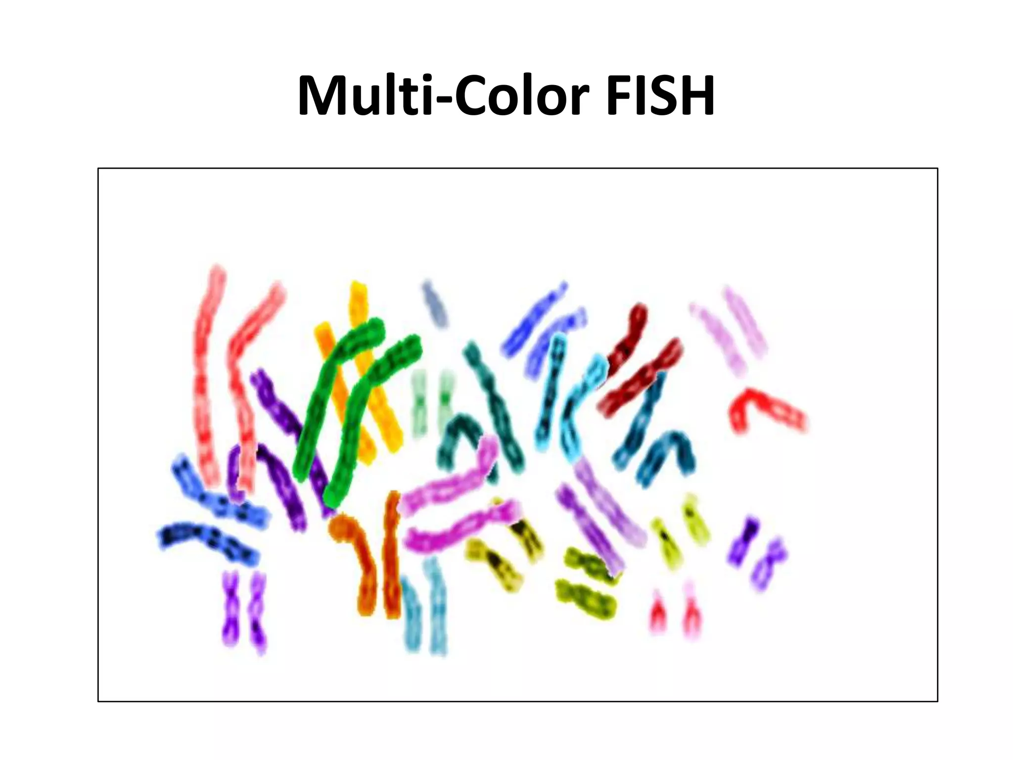 Karyotype and FISH | PPTX