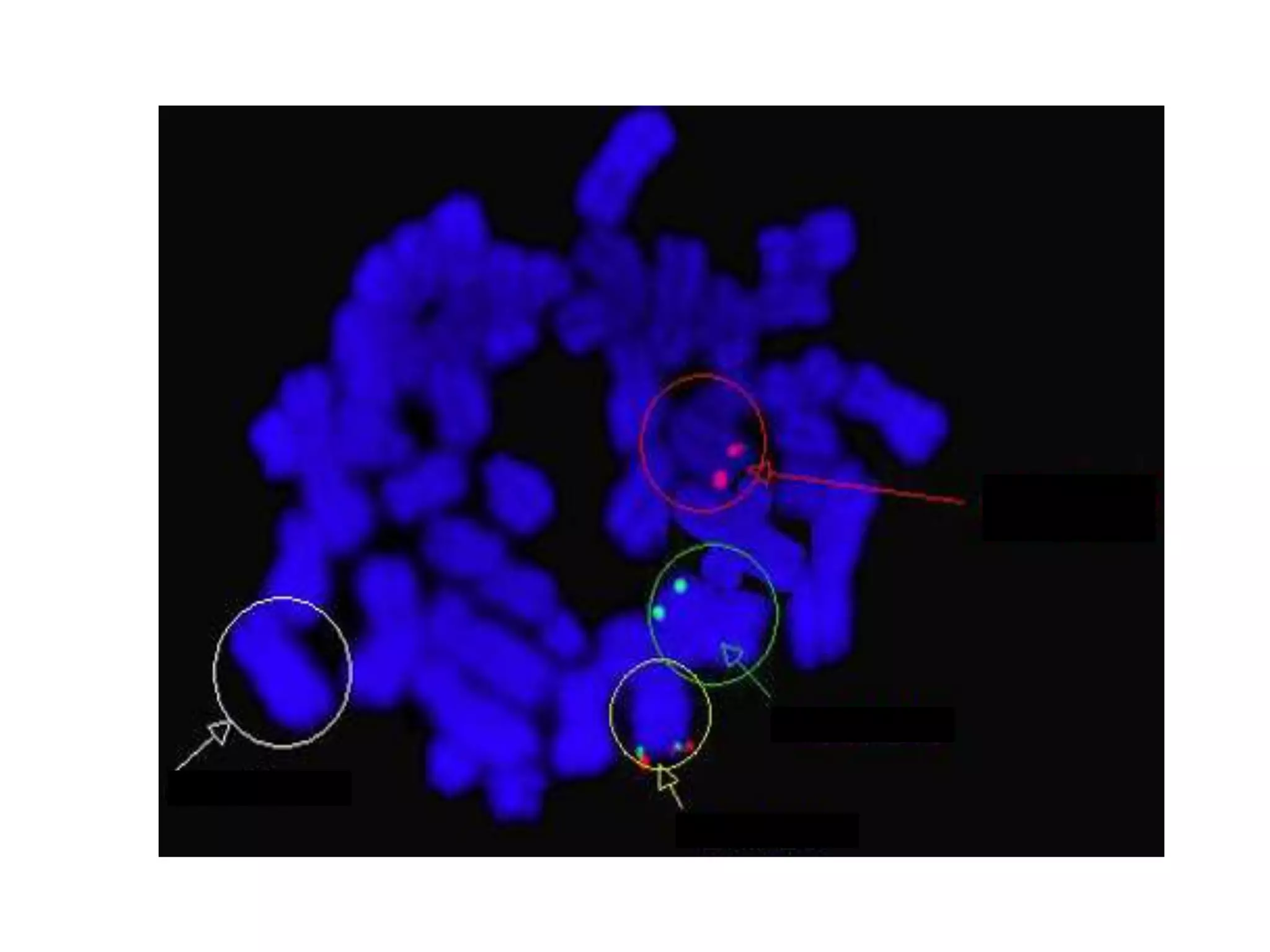 Karyotype and FISH | PPTX