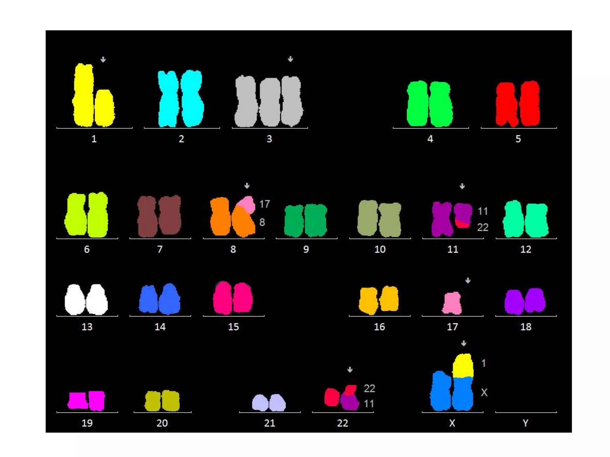 Karyotype and FISH | PPTX