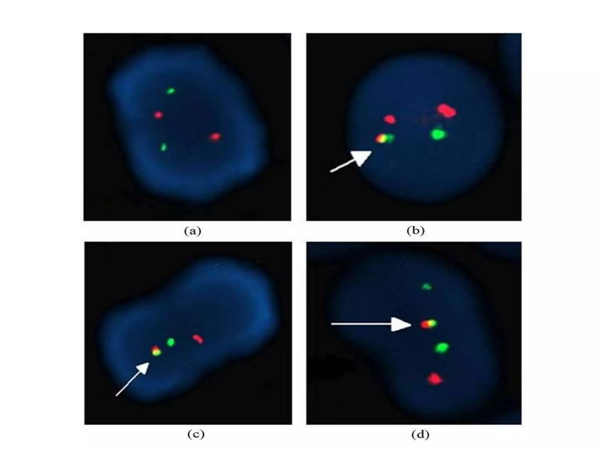 Karyotype and FISH | PPTX