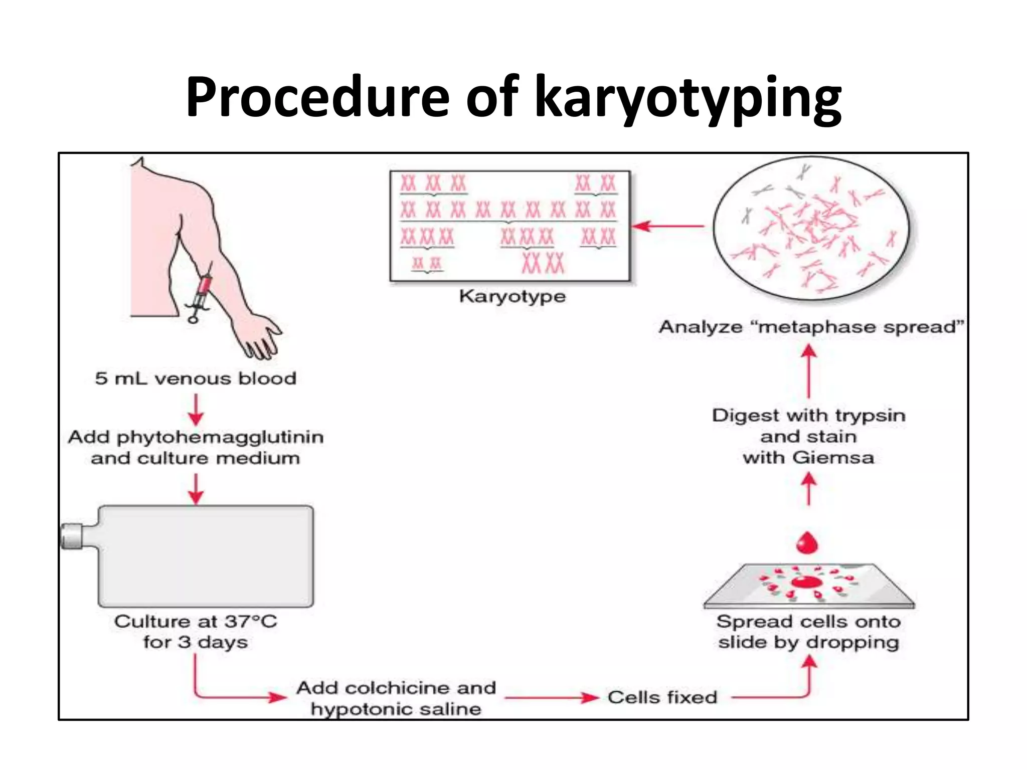 Karyotype and FISH | PPTX