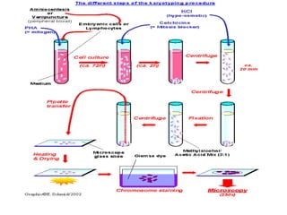 Karyotype and FISH | PPTX