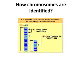 Karyotype and FISH | PPTX