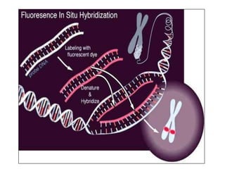 Karyotype and FISH | PPTX