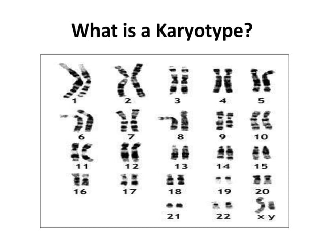 Karyotype and FISH | PPTX