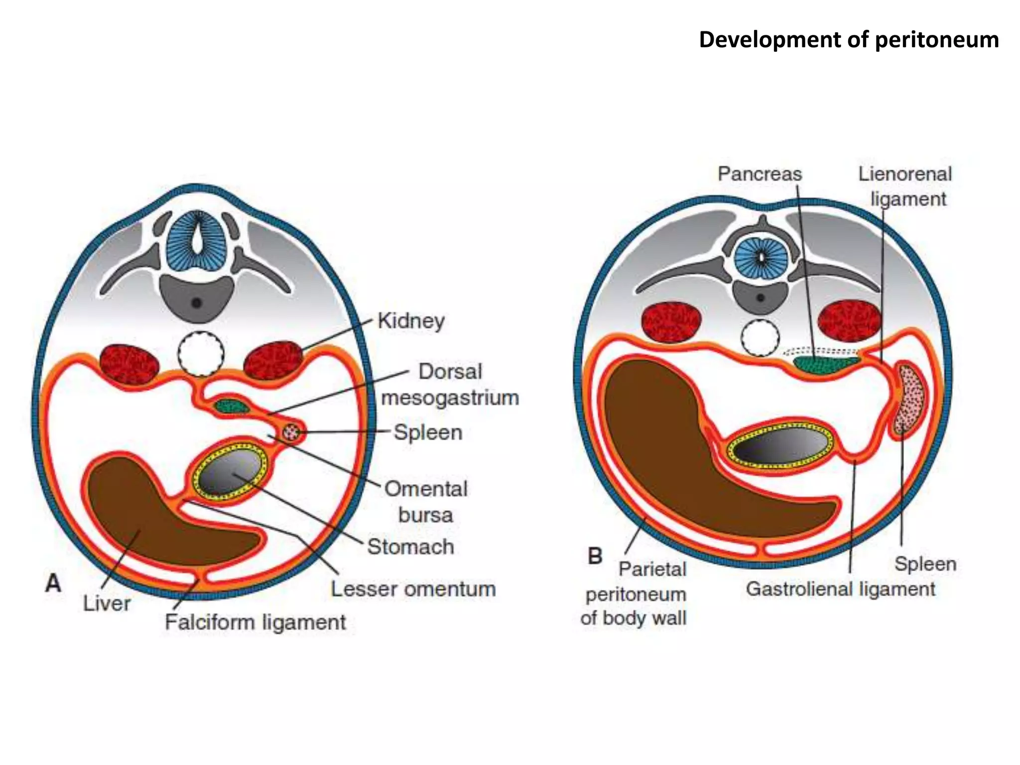 The Peritoneum | PPTX