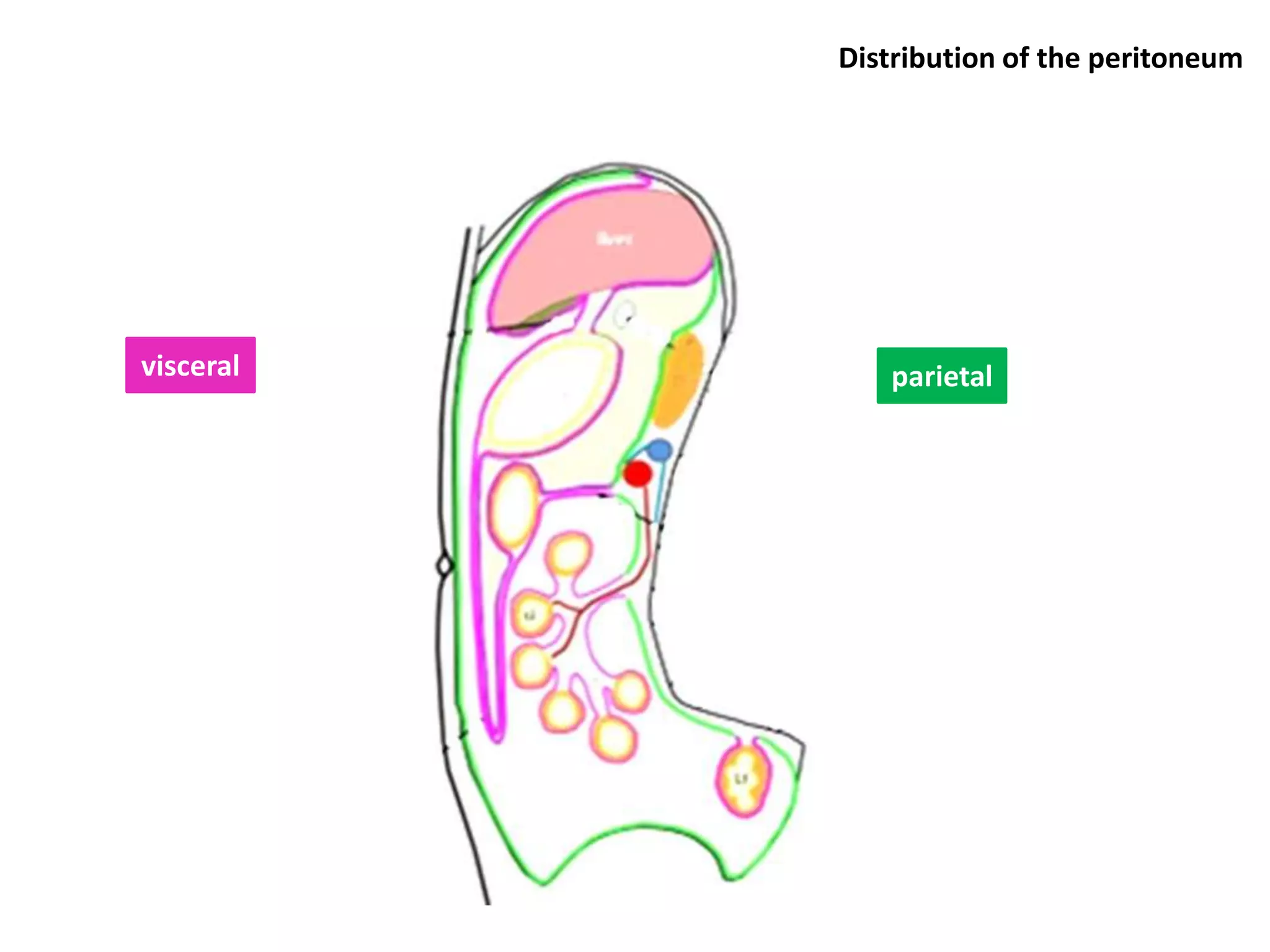 The Peritoneum | PPTX