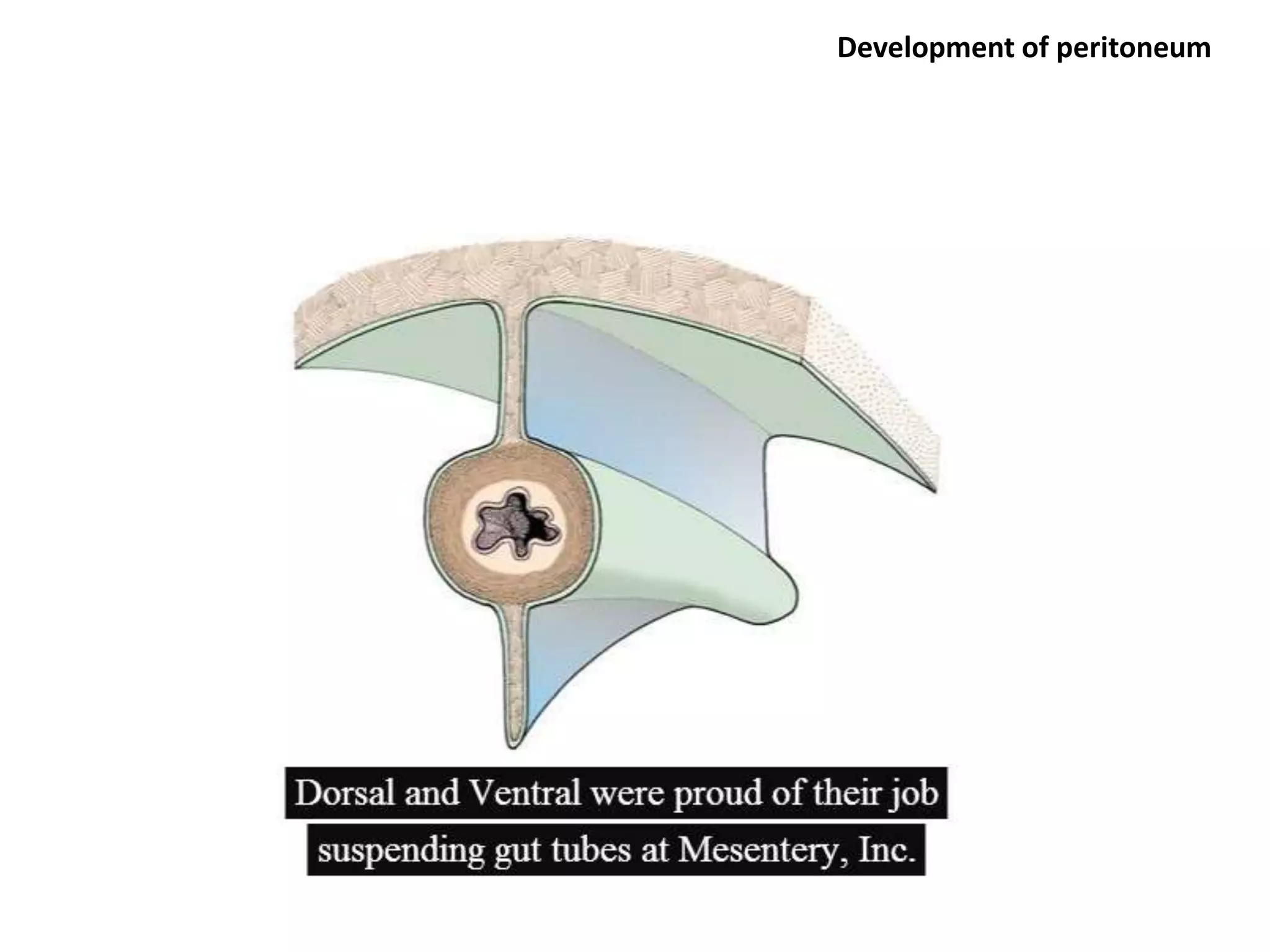 The Peritoneum | PPTX