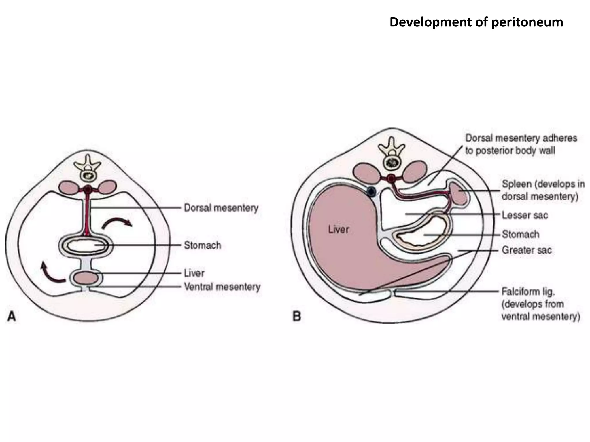 The Peritoneum | PPTX