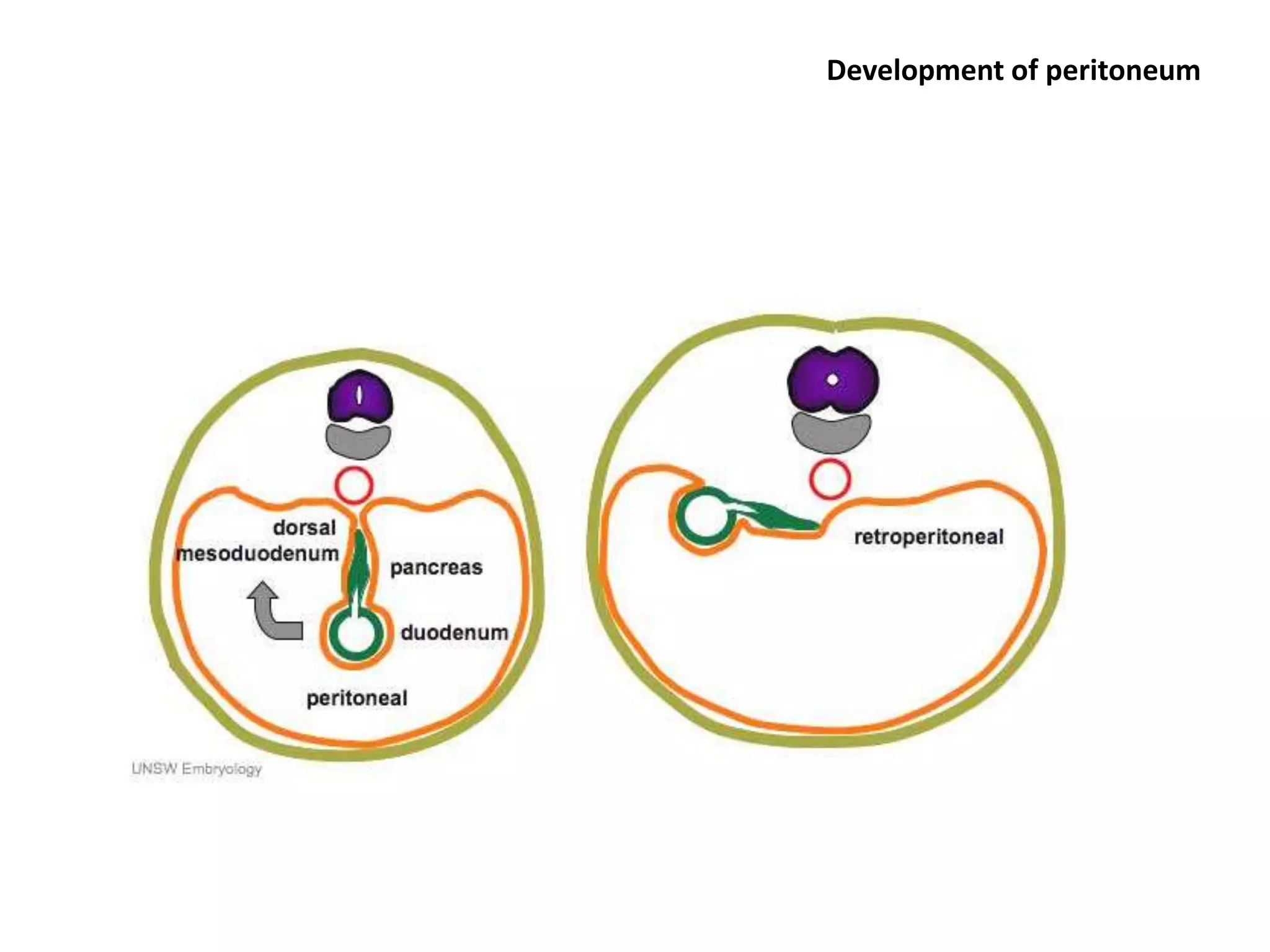 The Peritoneum | PPTX